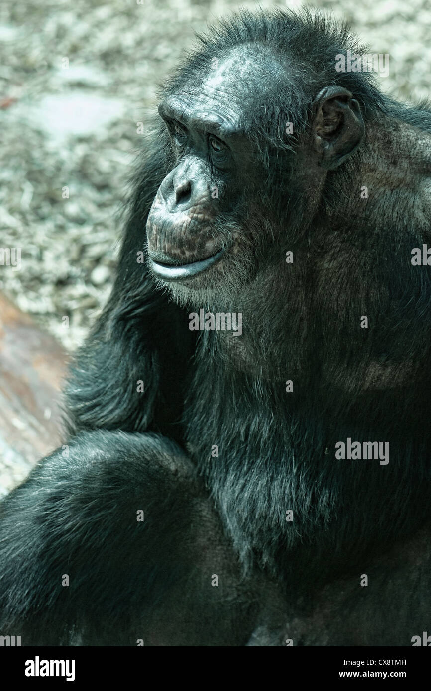 Alone adult chimp sitting and thinking Stock Photo - Alamy