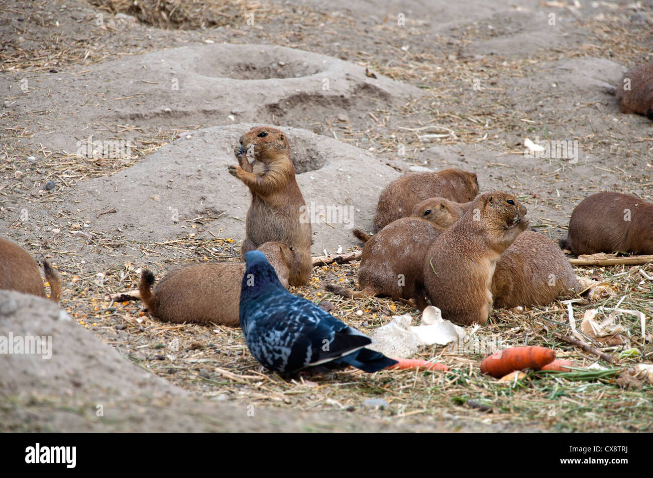 Bird and small animals eating Stock Photo - Alamy