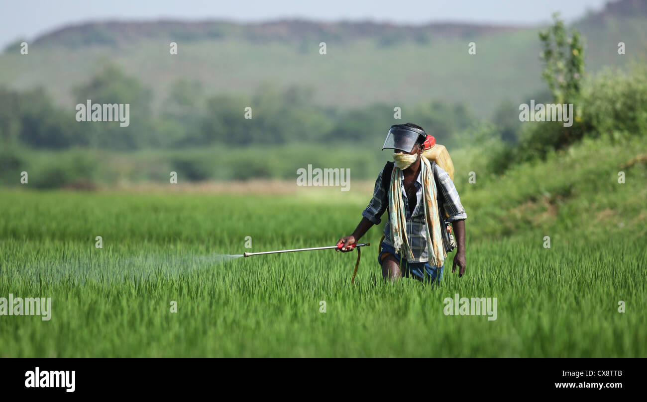 Indian farmer rice plantation hi-res stock photography and images - Alamy