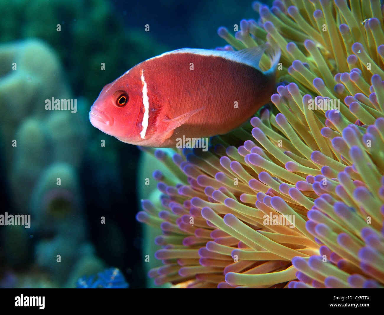 Finding nemo anemone hi-res stock photography and images - Alamy