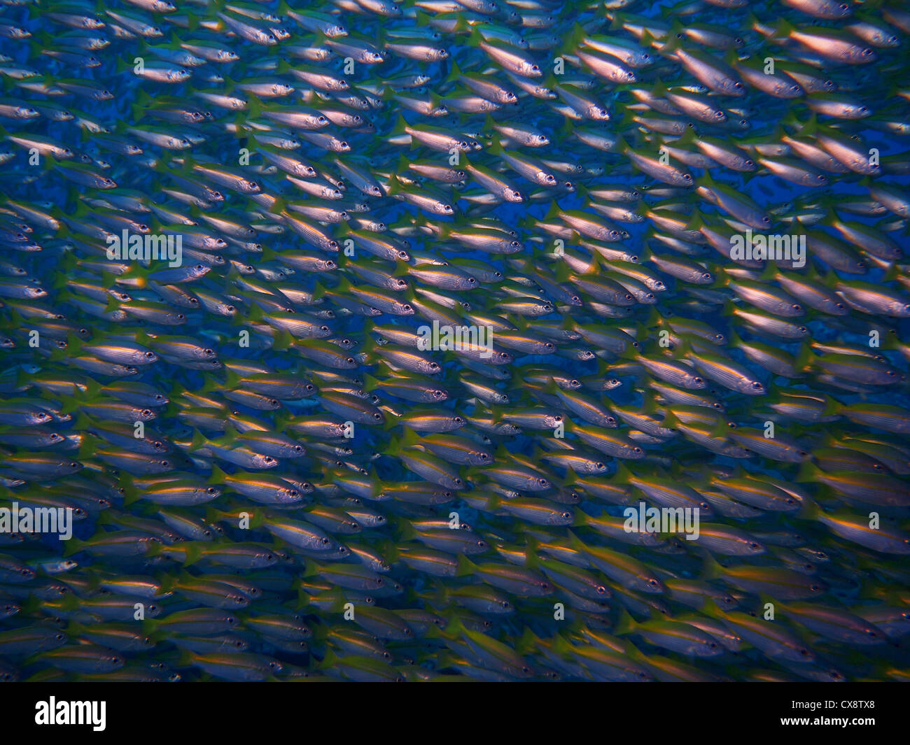 School of Fish Stock Photo - Alamy