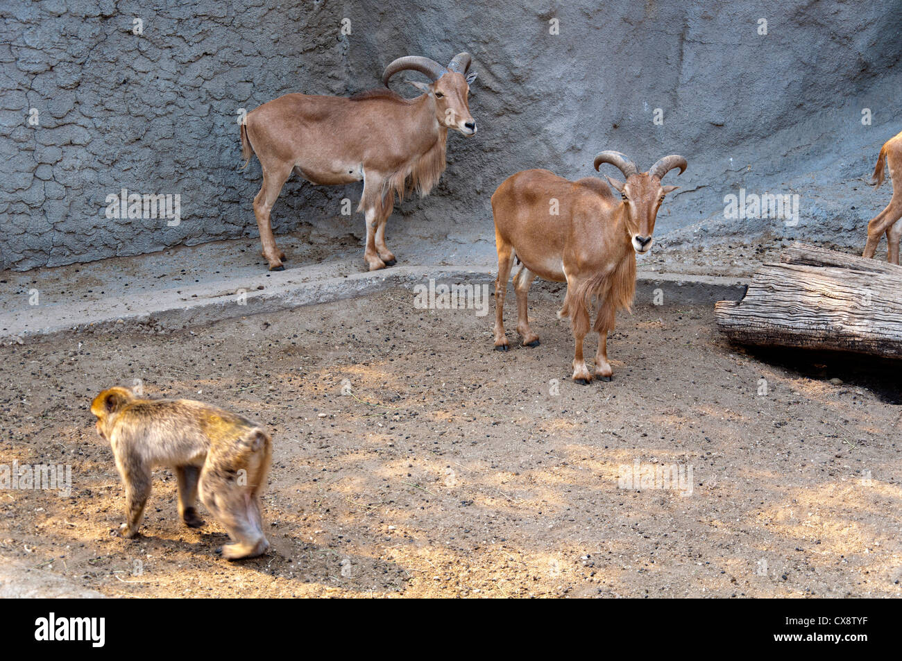 Animals at Budapest Zoo, Hungary Stock Photo - Alamy