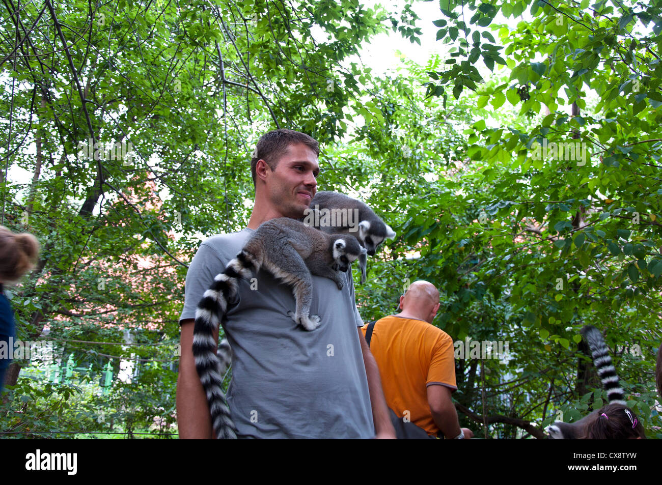 Funny Lemur Madagascar Sitting on a Man Stock Photo - Alamy