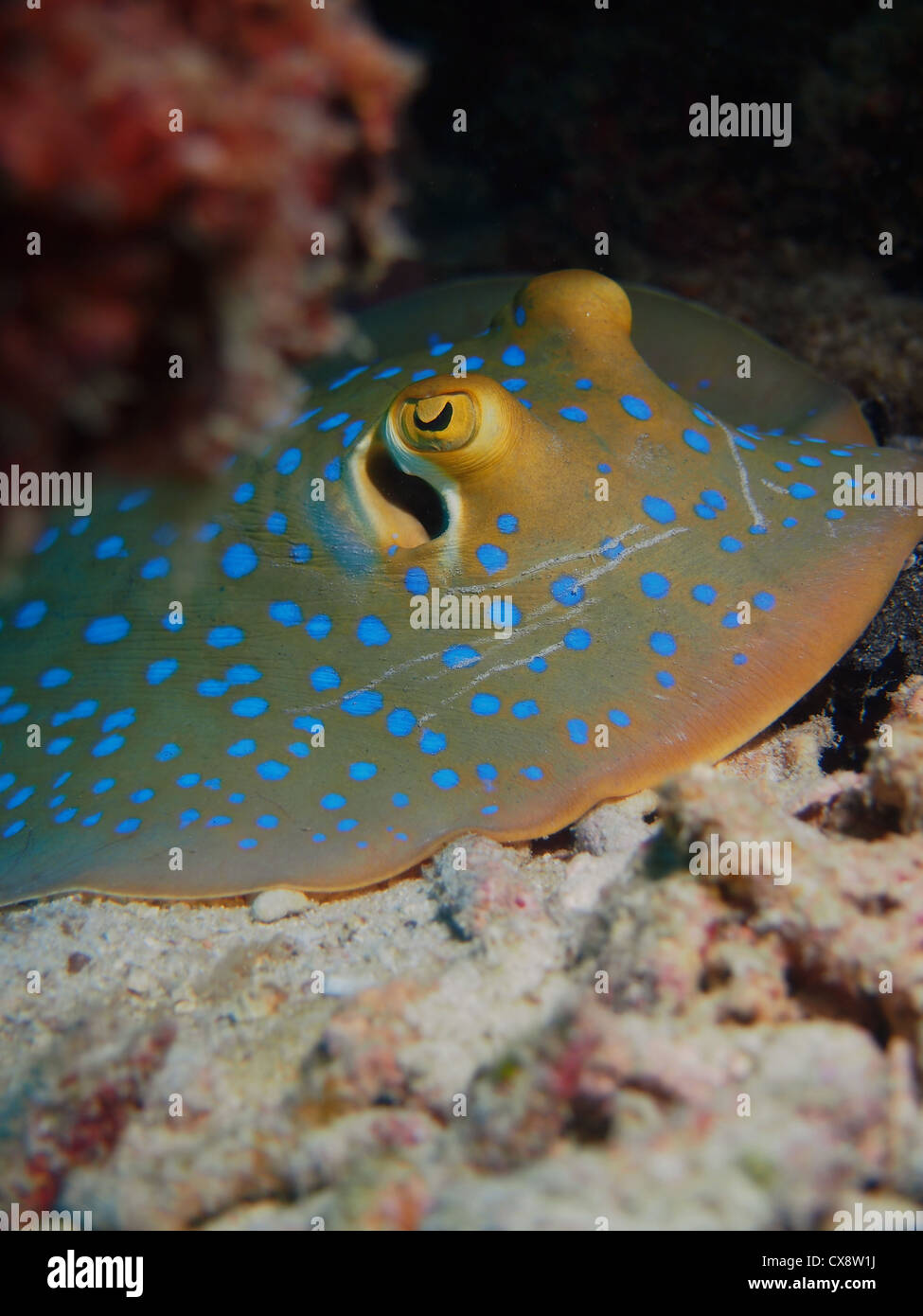 Blue Spotted Stingray Stock Photo - Alamy