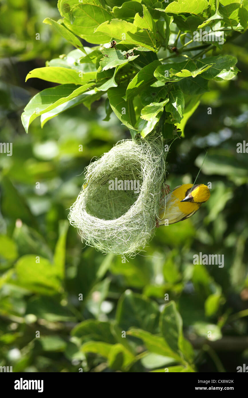 Baya Weaver male building the nest - Ploceus philippinus - Andhra Pradesh South India Stock ...