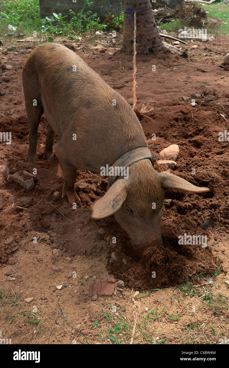 Rutting Ground High Resolution Stock Photography and Images - Alamy