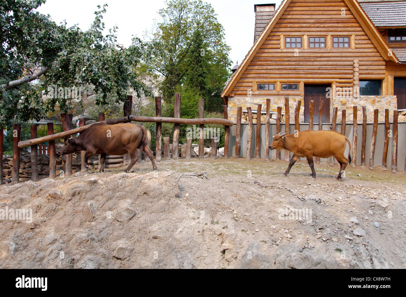 Budapest zoo, Hungary Stock Photo - Alamy