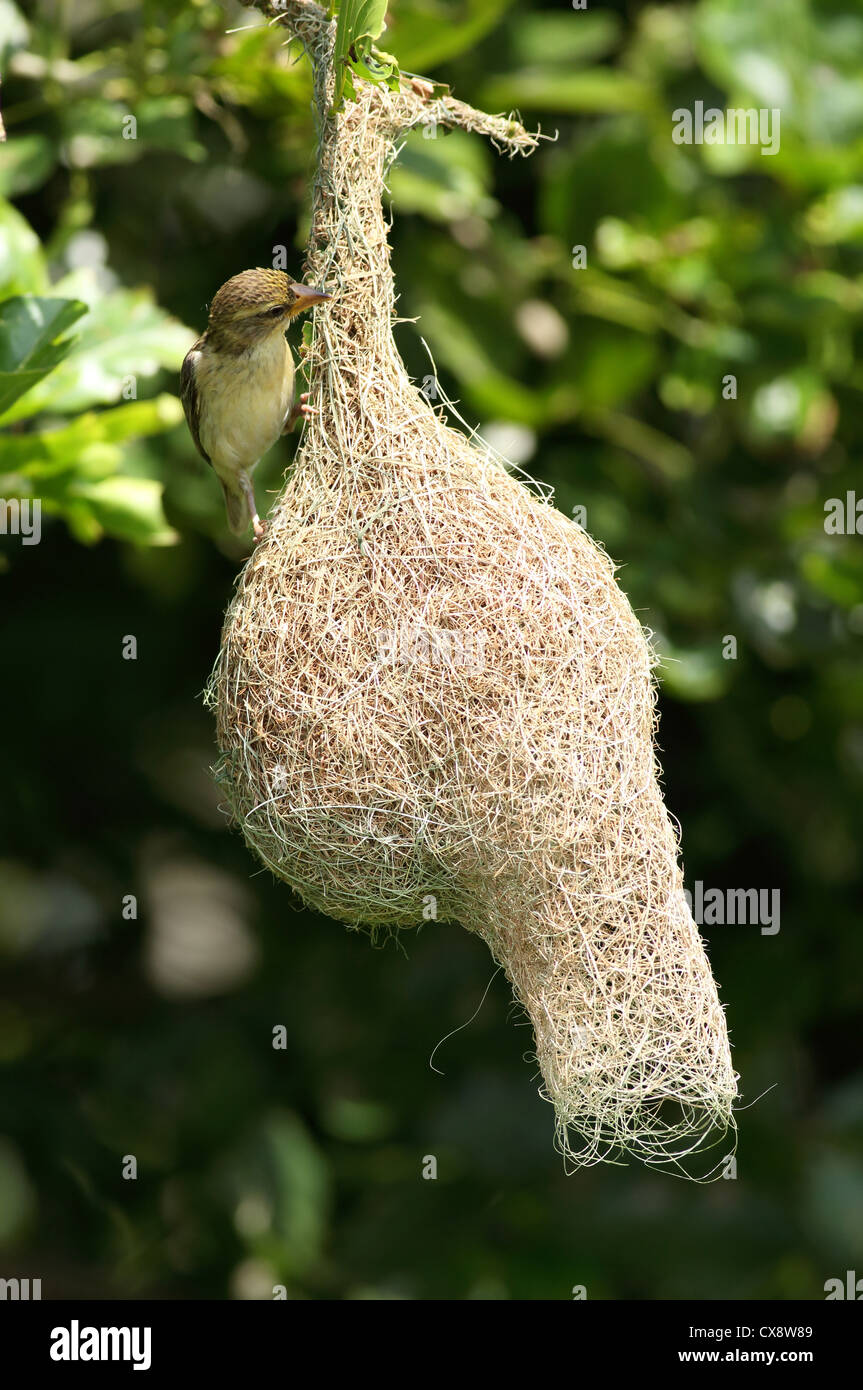 Baya Weaver female - Ploceus philippinus - Andhra Pradesh South India Stock Photo - Alamy
