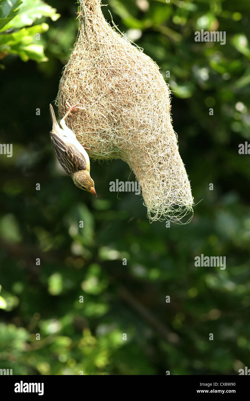Female weaver birds hi-res stock photography and images - Alamy