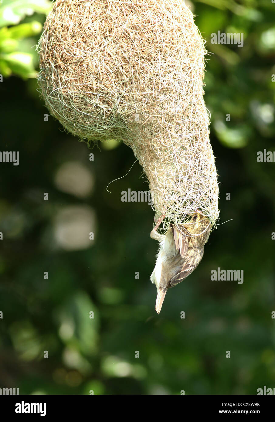Baya Weaver female entering the nest - Ploceus philippinus - Andhra Pradesh South India Stock ...