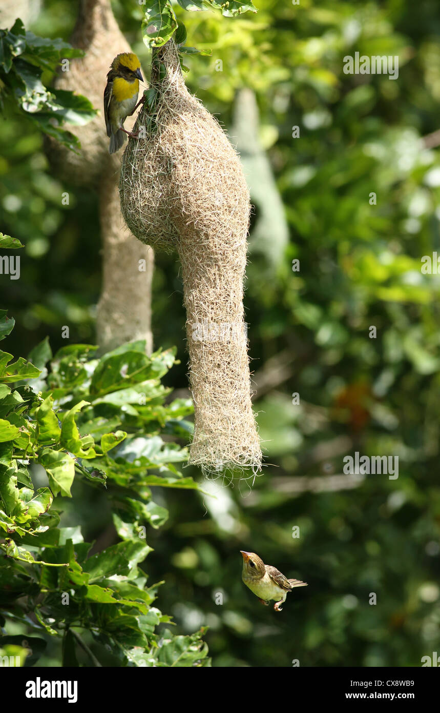 Baya Weaver couple - Ploceus philippinus - Andhra Pradesh South India Stock Photo - Alamy