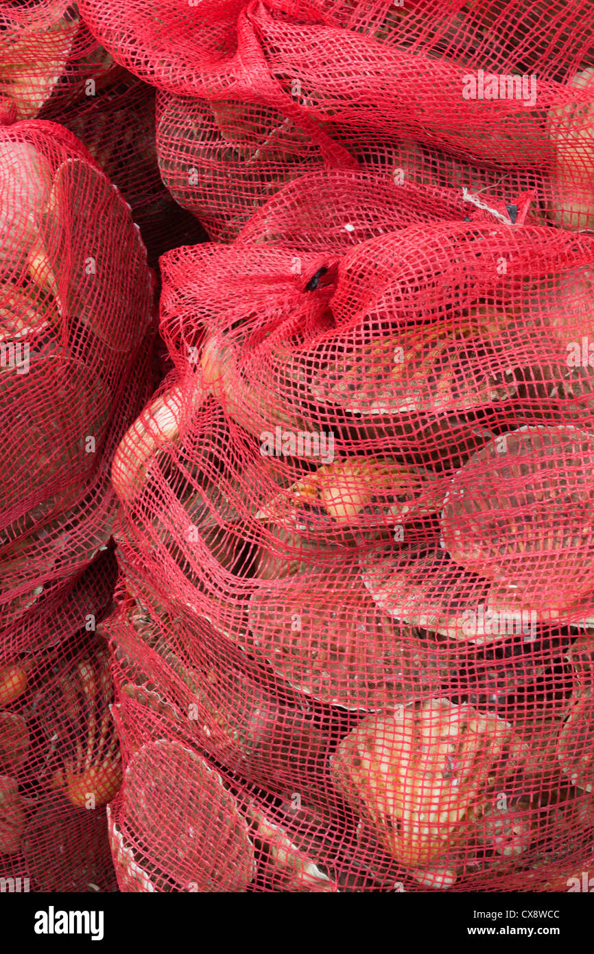 Bags of scallops caught fresh on the day Stock Photo - Alamy