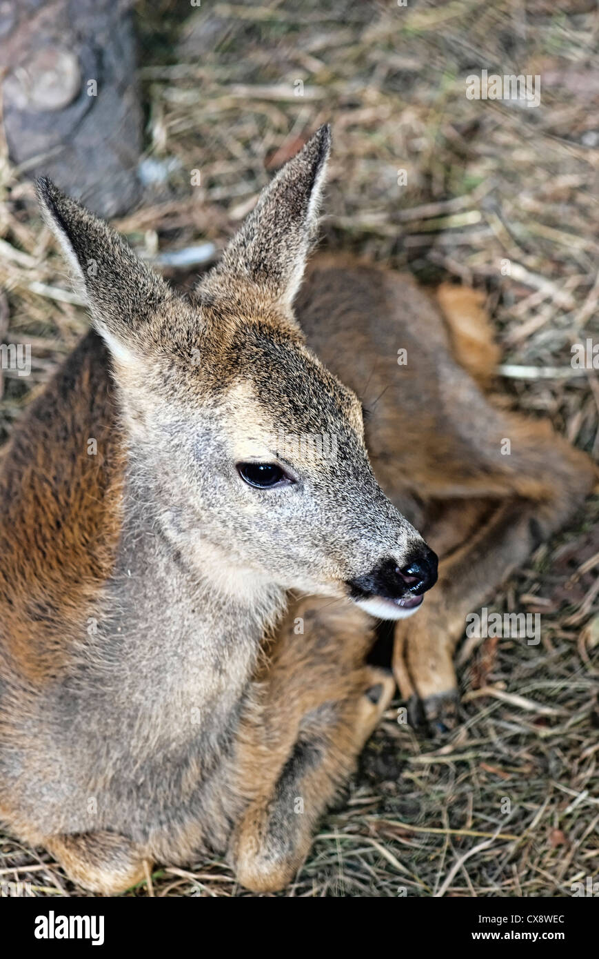 A small deer. This baby is some weeks old Stock Photo - Alamy