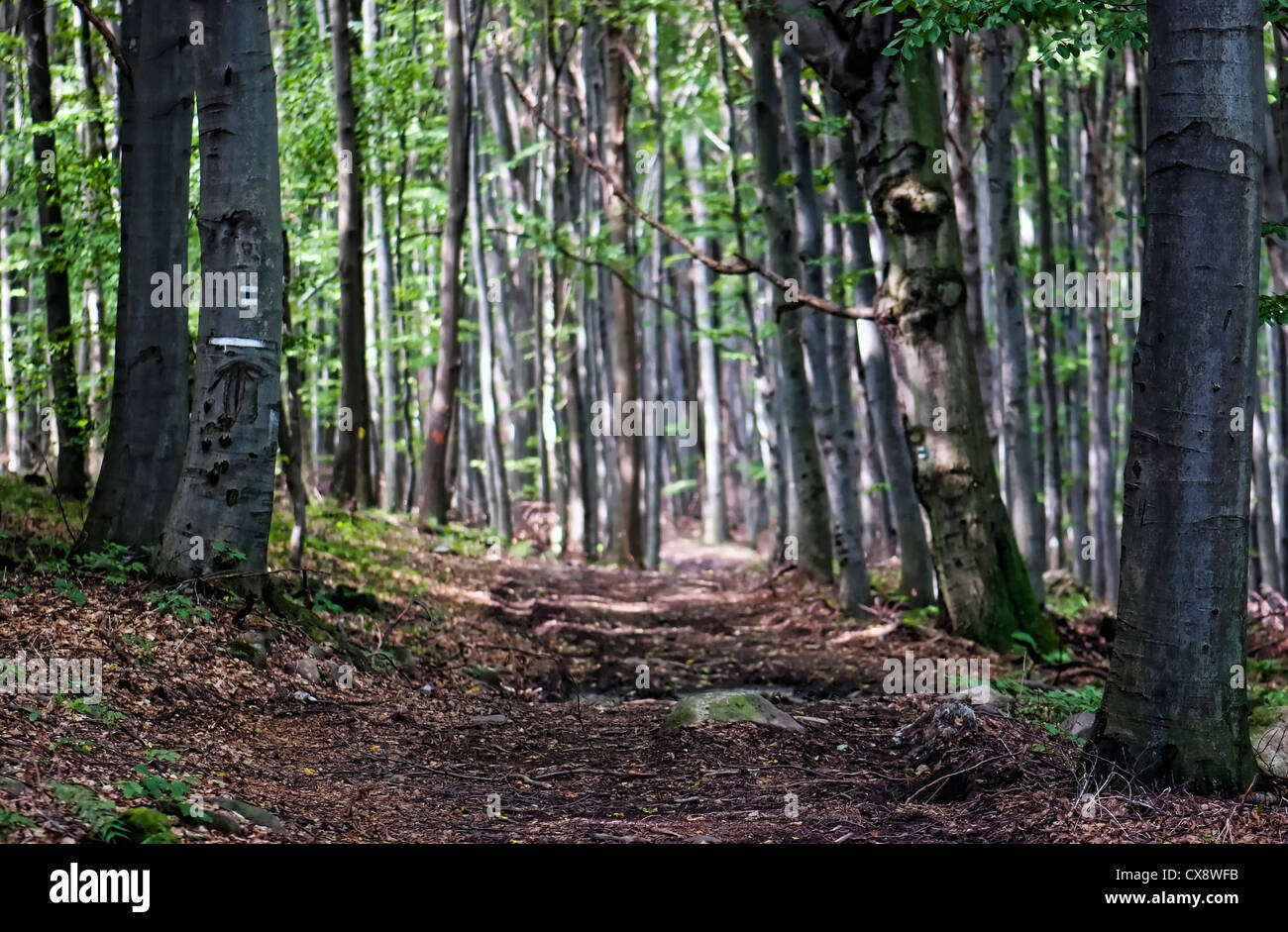 Forest walking path leading into sunshine Stock Photo - Alamy