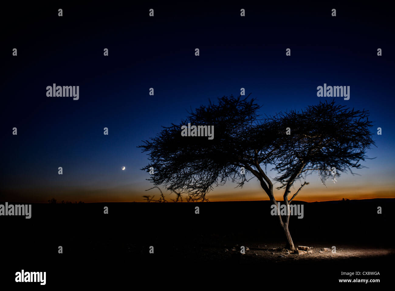 Ramon tree hi-res stock photography and images - Alamy