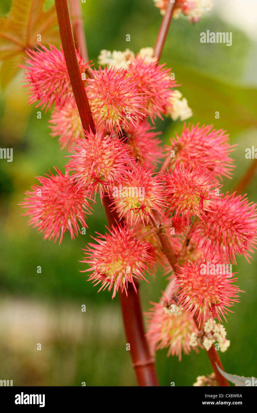 Castor oil plants hi-res stock photography and images - Alamy