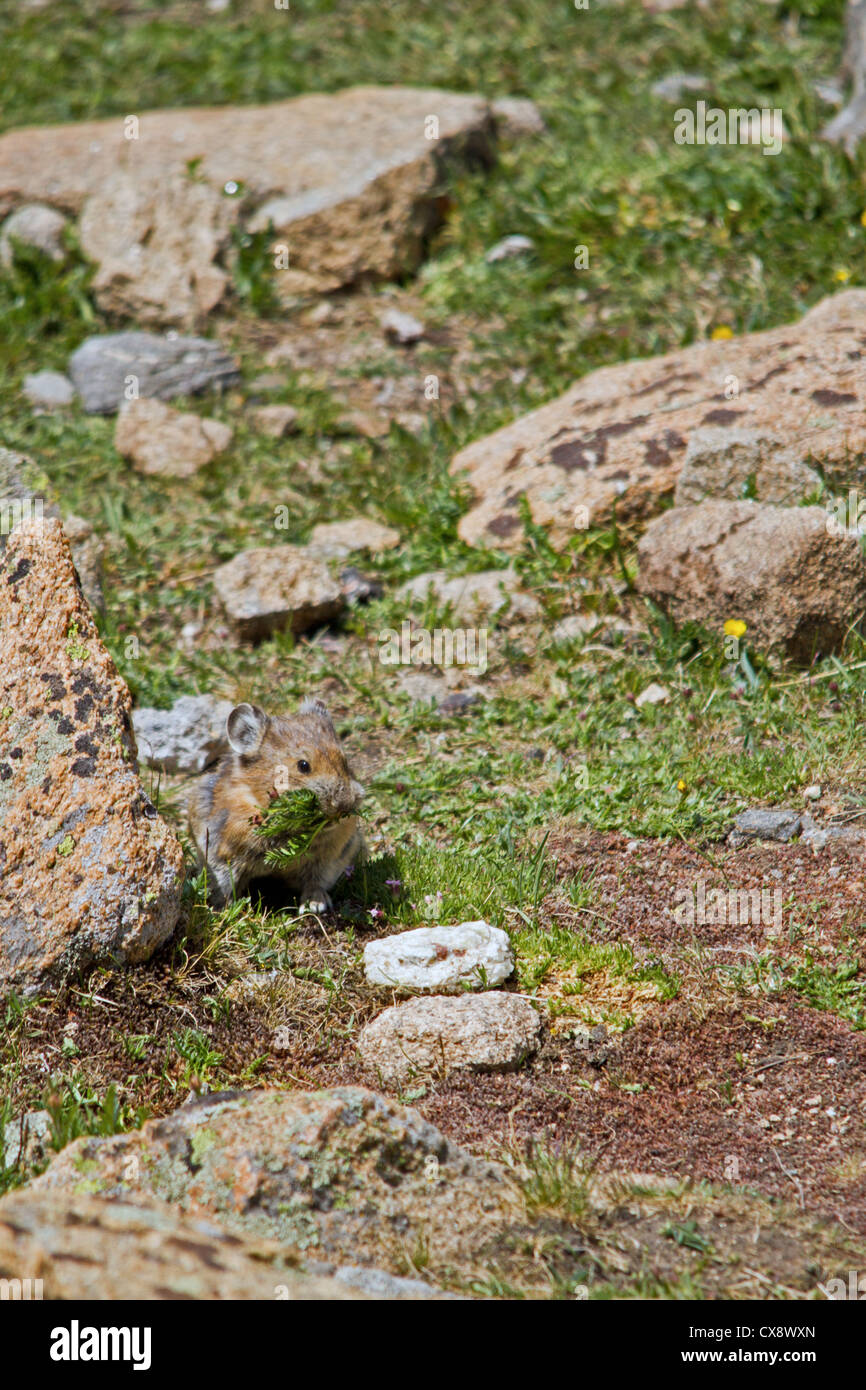 American pika rocky mountains colorado hi-res stock photography and ...