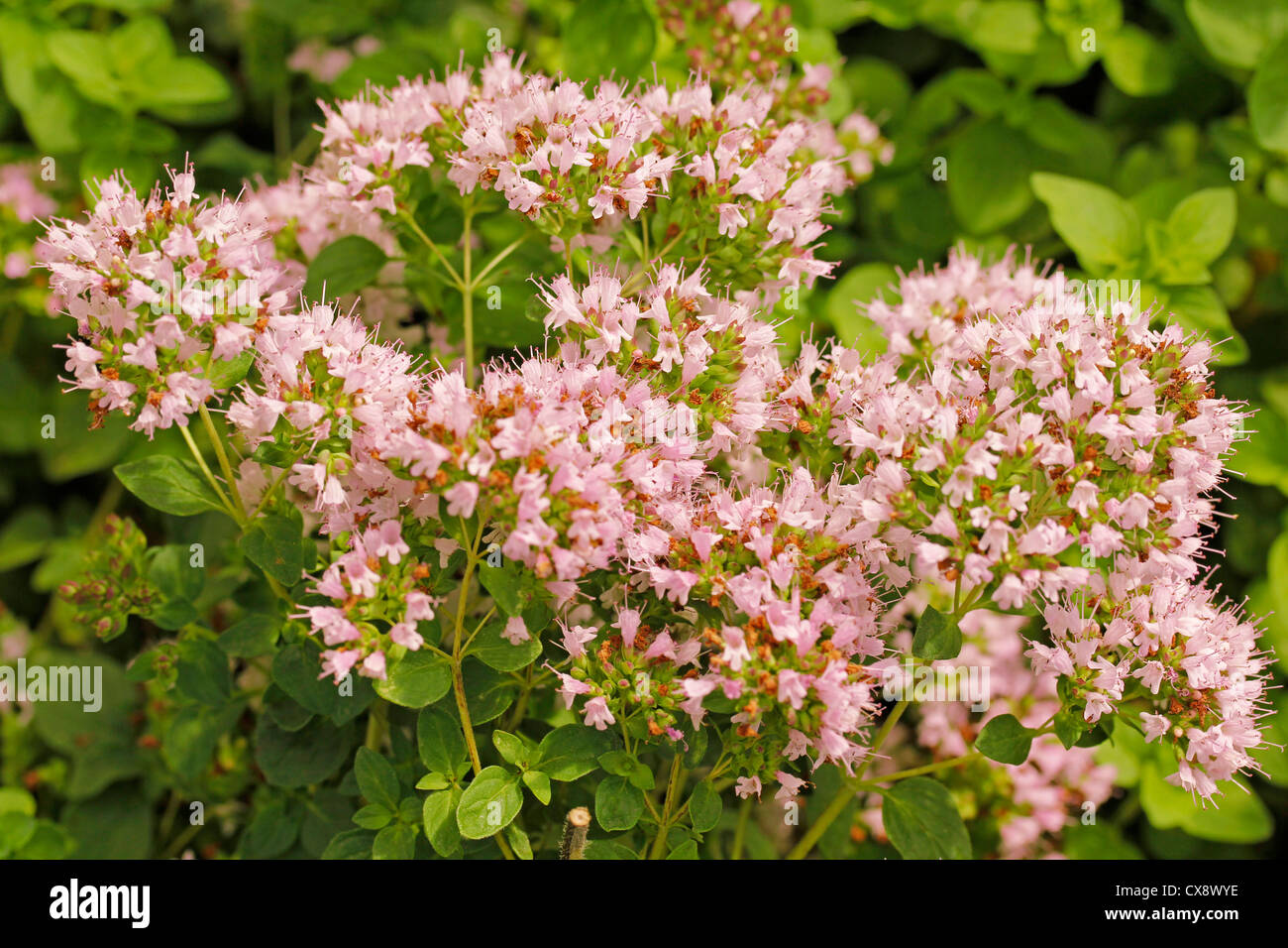 Oregano. Origanum vulgare Stock Photo - Alamy