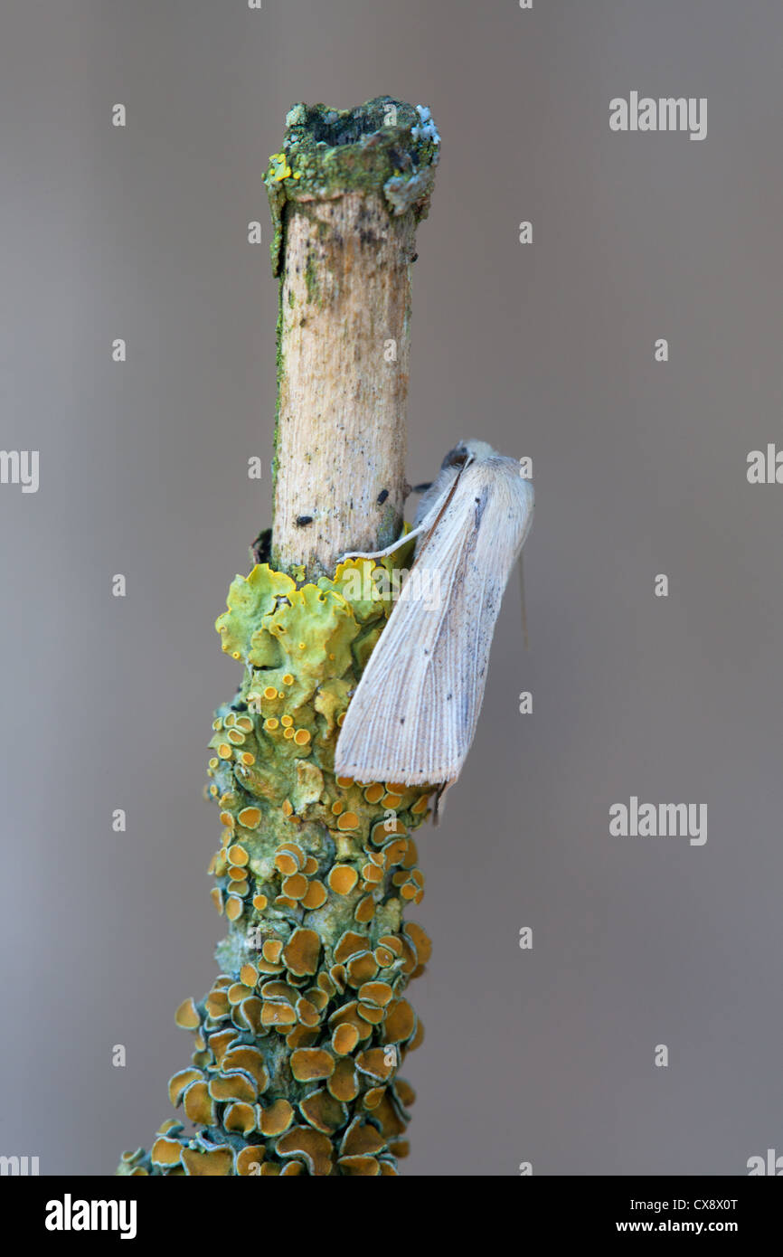 Southern Wainscot Mythimna straminea adult moth at rest on a lichen ...