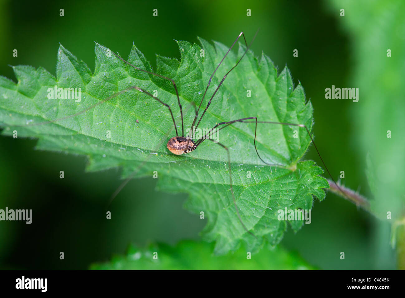 Adult harvestman hi-res stock photography and images - Alamy