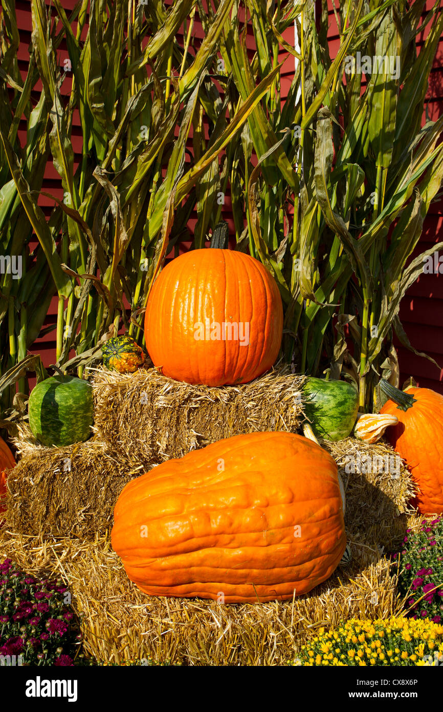 Pumpkins on display at a farm stand Stock Photo - Alamy