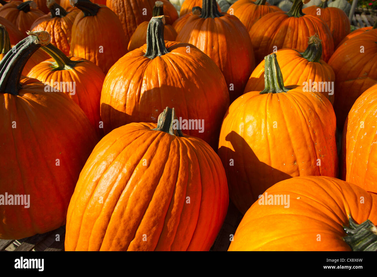Pumpkins on display at a farm stand Stock Photo - Alamy