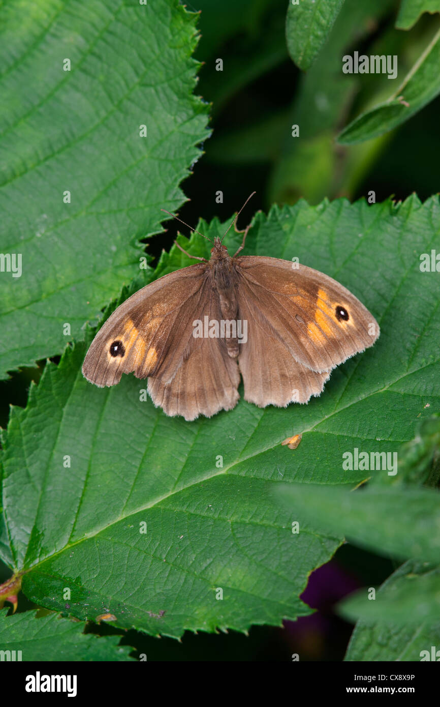 Meadow Brown Maniola jurtina adult butterfly at rest on a leaf Stock ...