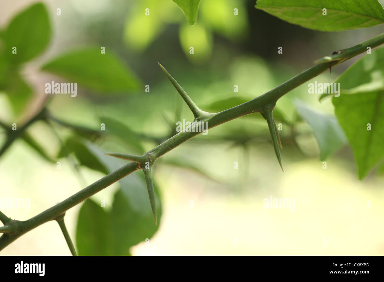 Plant defense hi-res stock photography and images - Alamy