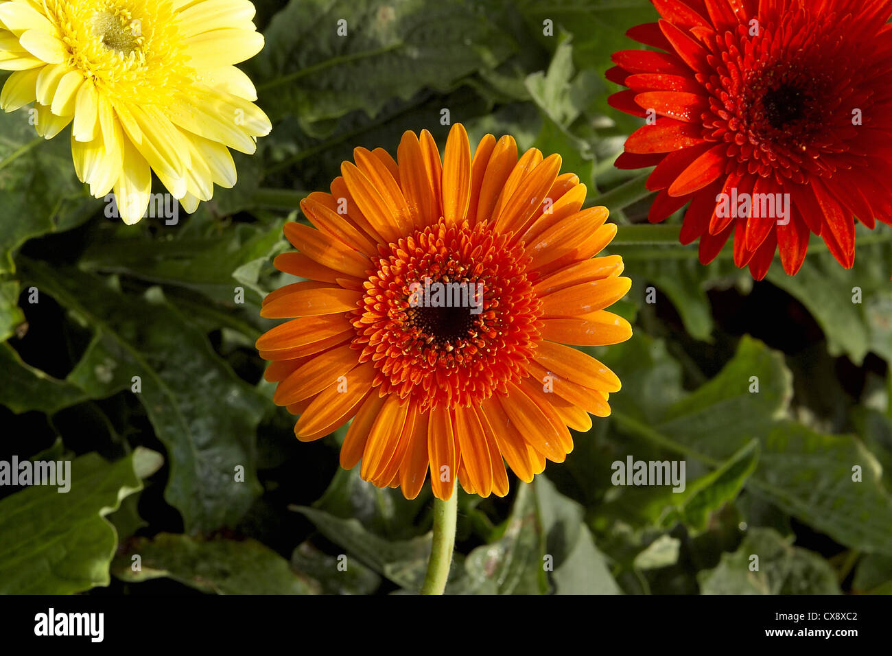 Beautiful Yellow, orange and red color gerbera flowers Stock Photo - Alamy