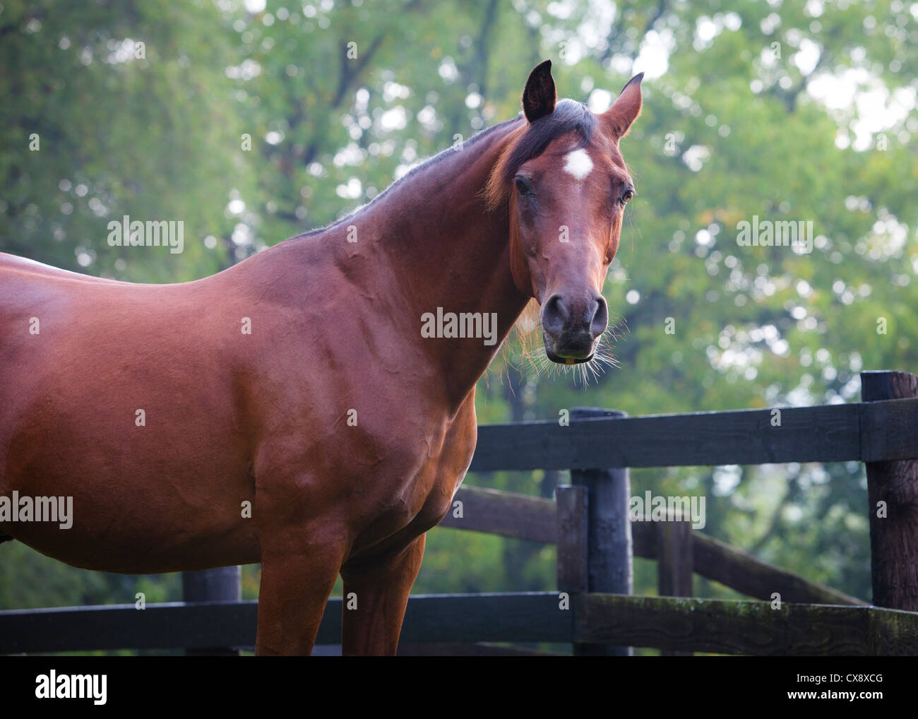 Male horse hi-res stock photography and images - Alamy