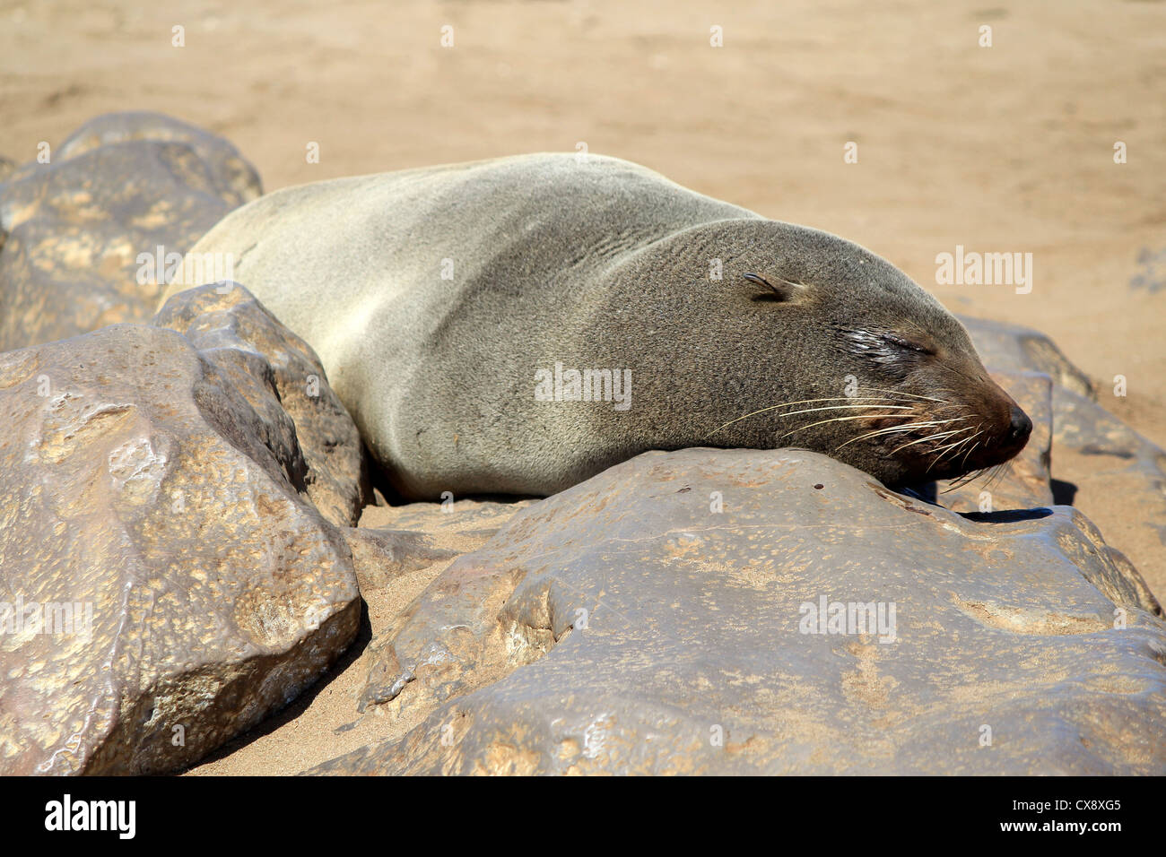 Colony of seals at Cape Cross Reserve, Atlantic Ocean coast in Namibia ...