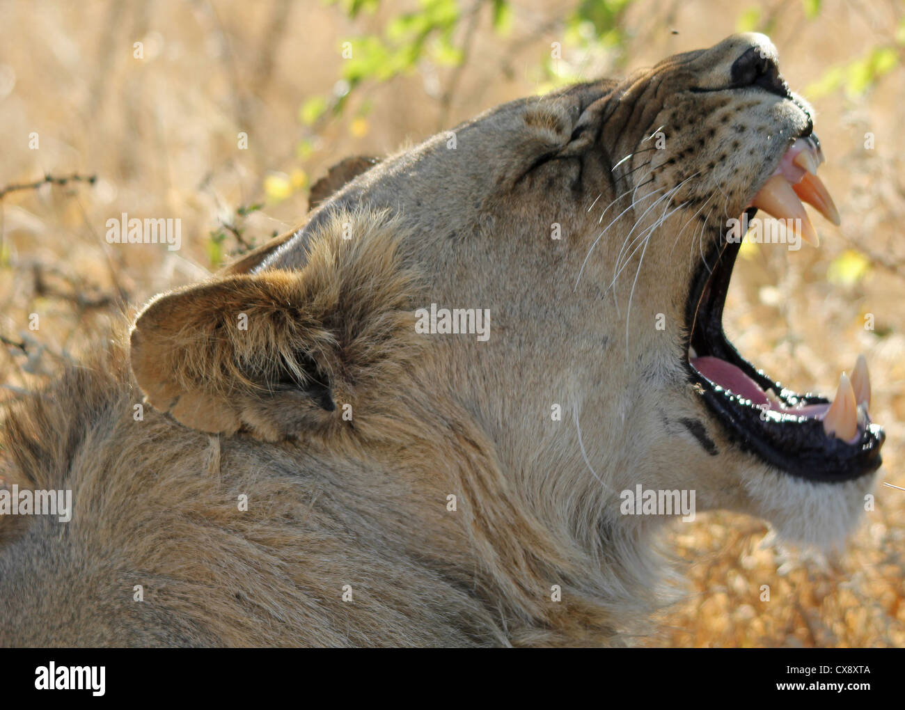 Central kalahari botswana lion hi-res stock photography and images - Alamy