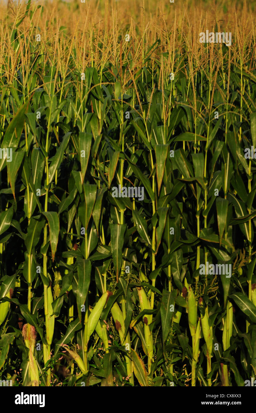 Corn Field Texture High Resolution Stock Photography and Images - Alamy