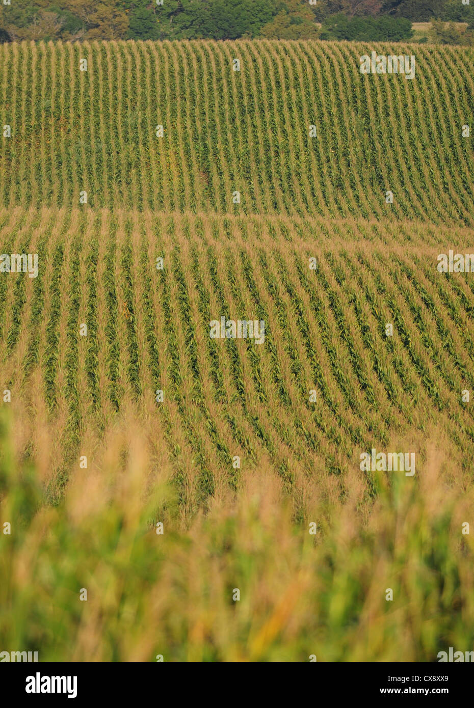 Rows Of Corn