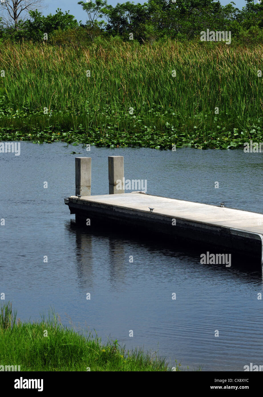 Swamp lilies hi-res stock photography and images - Alamy