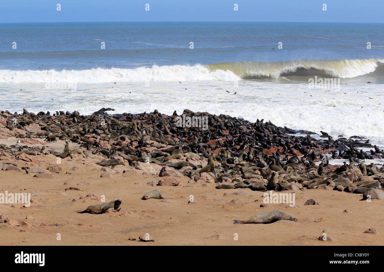 Colony of seals at Cape Cross Reserve, Atlantic Ocean coast in Namibia ...