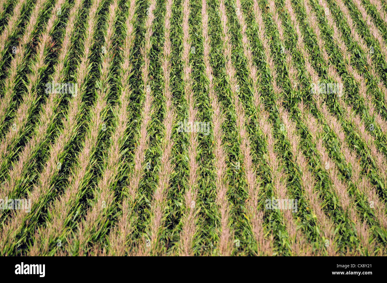 Rows of corn on a farm in the Midwest Stock Photo - Alamy