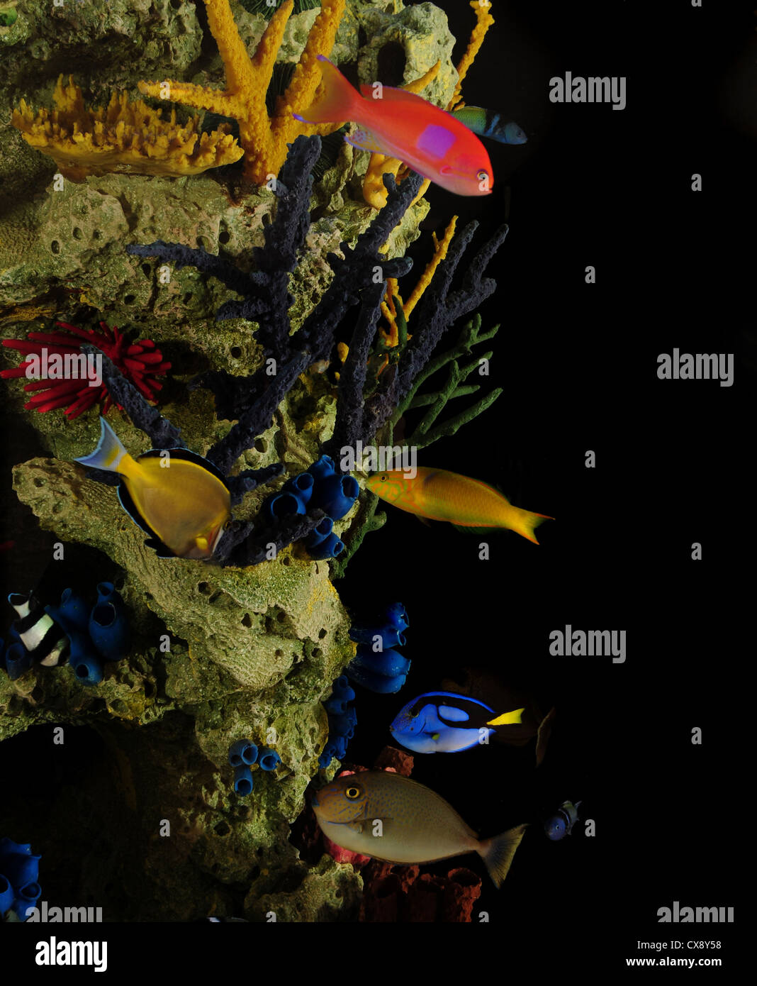 Tropical fish swimming near colorful coral underwater Stock Photo - Alamy