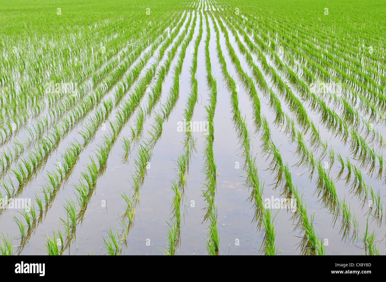 Paddy Field Patterns Stock Photo - Alamy