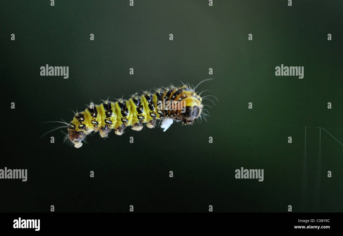 A Yellow Caterpillar Stock Photo - Alamy
