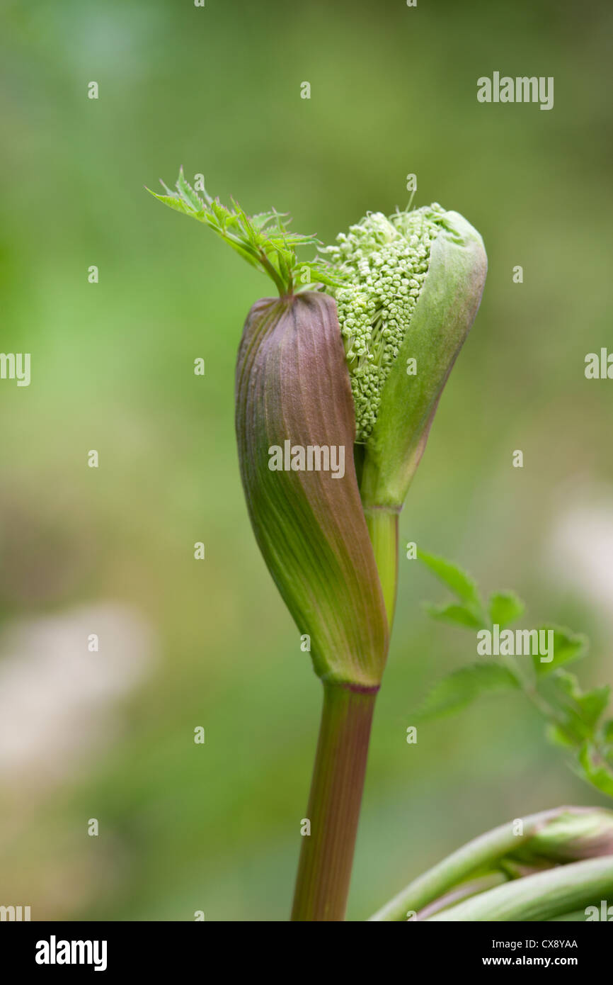 Heracleum sphondylium hogweed bud hi-res stock photography and images ...