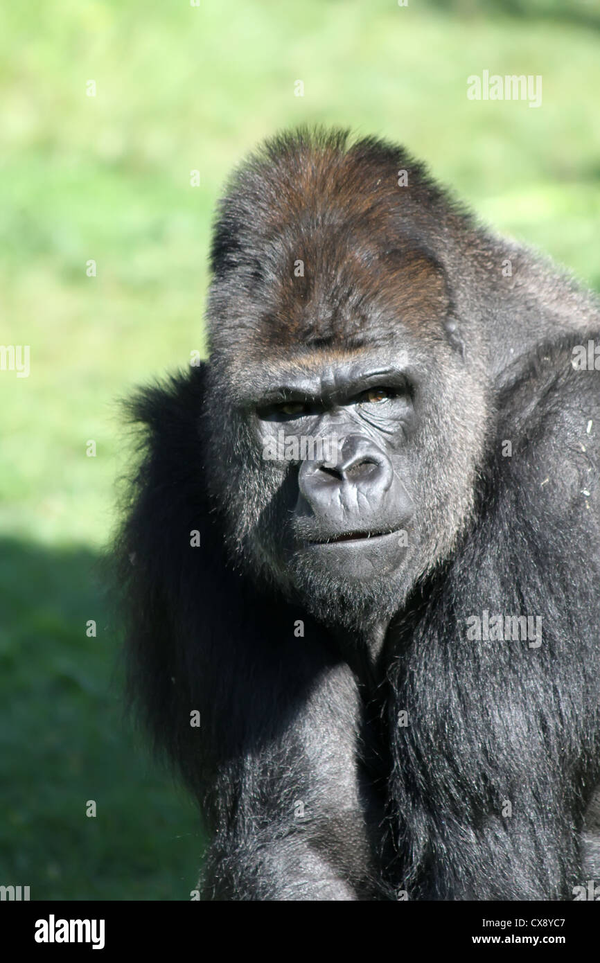 Black back gorilla hi-res stock photography and images - Alamy