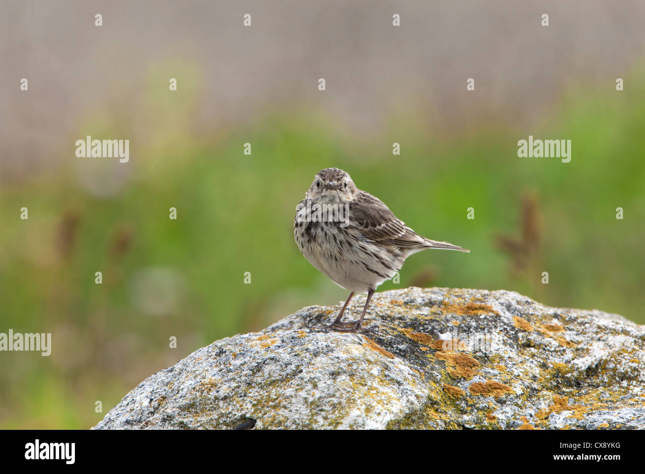 Rock Pipit Anthus petrosus adult perched on a rock Stock Photo - Alamy
