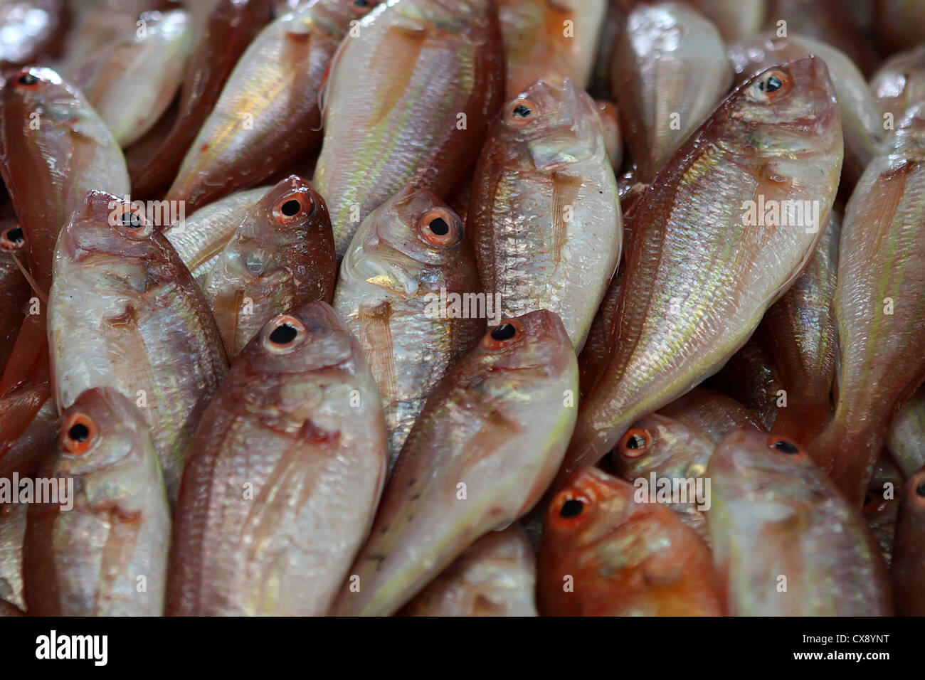 Commercial fish catch hi-res stock photography and images - Alamy