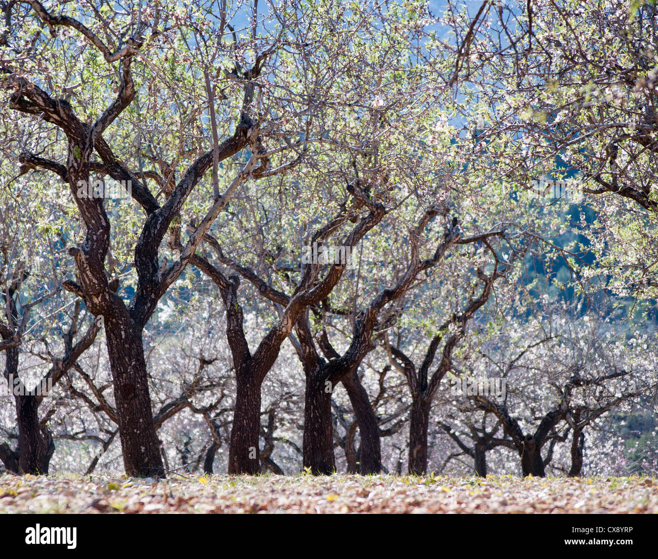 Almond Orchard with trees in blossom in Jalon, Alicante, Spain Stock ...
