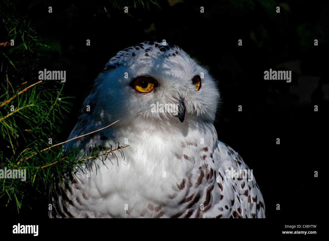 Close-up of a female Snowy Owl Stock Photo - Alamy