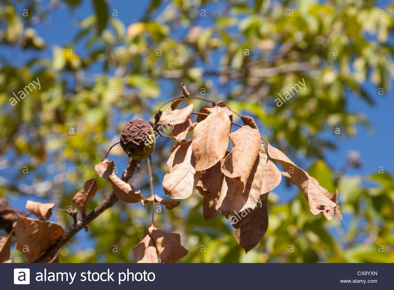 Shriveled Leaves Stock Photos & Shriveled Leaves Stock Images - Alamy