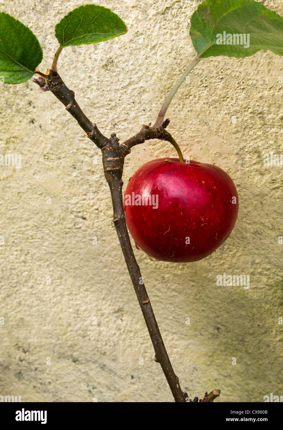 A shockingly red ripe eating apple hanging from a garden apple tree ...