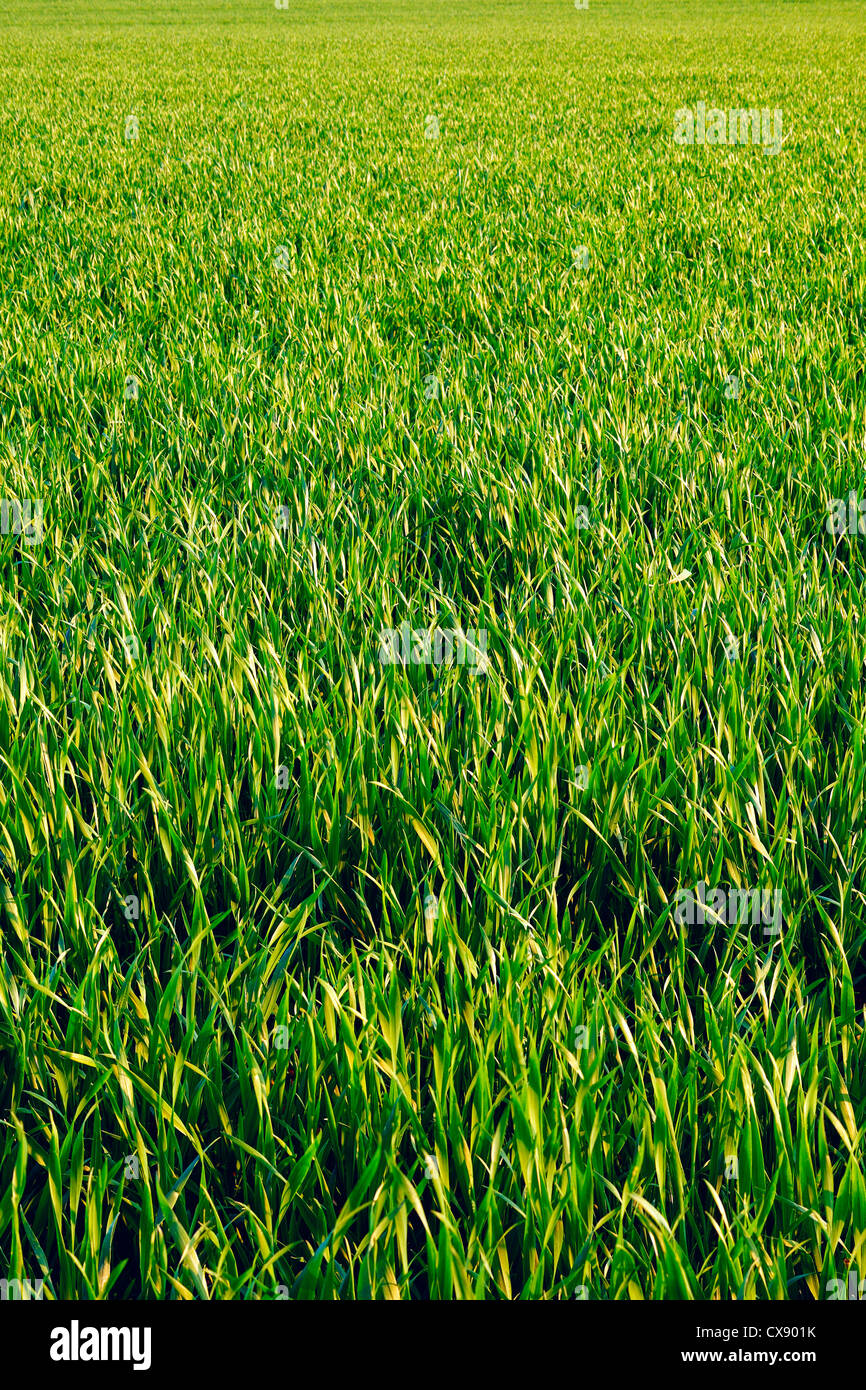 Crop cornfield hi-res stock photography and images - Alamy