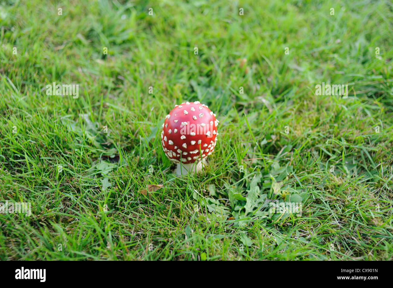 Toadstool in the grass Stock Photo - Alamy